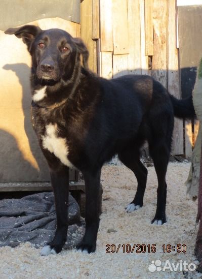 Мощная собака-охранница 70 см в холке