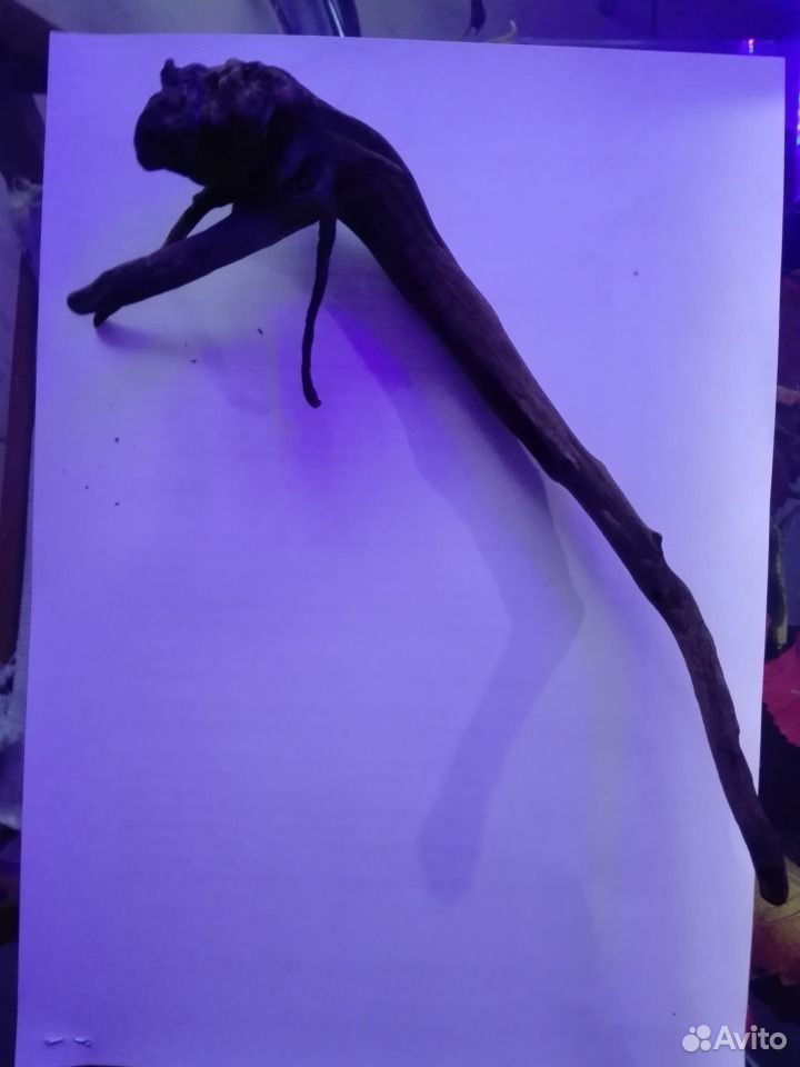 Коряги мангрового дерева и миндальные листья