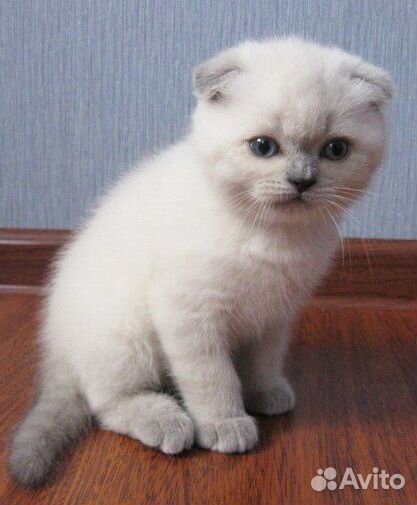 Сокровище с голубыми глазками