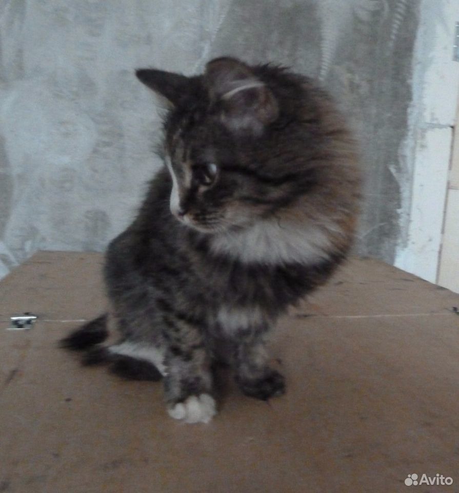 Красавица Адель