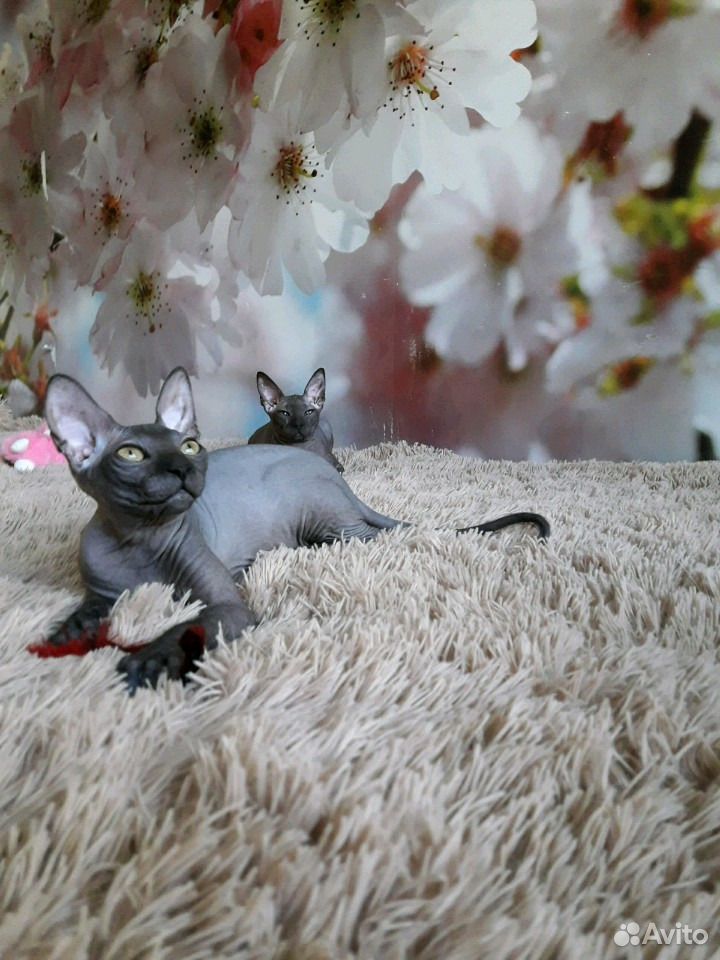 Красавчики