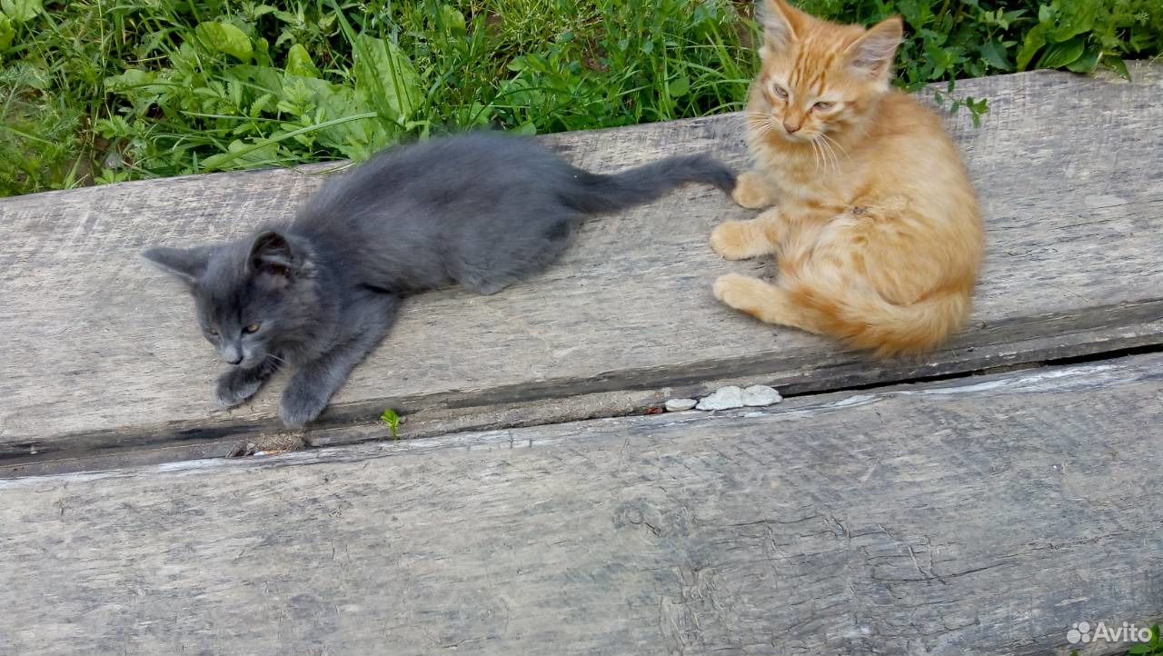 Котята домашние ручные в хорошие руки