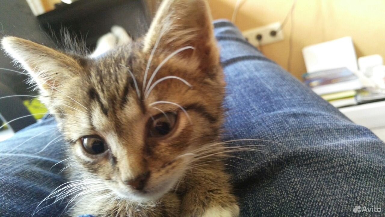 Котёнок с приданым
