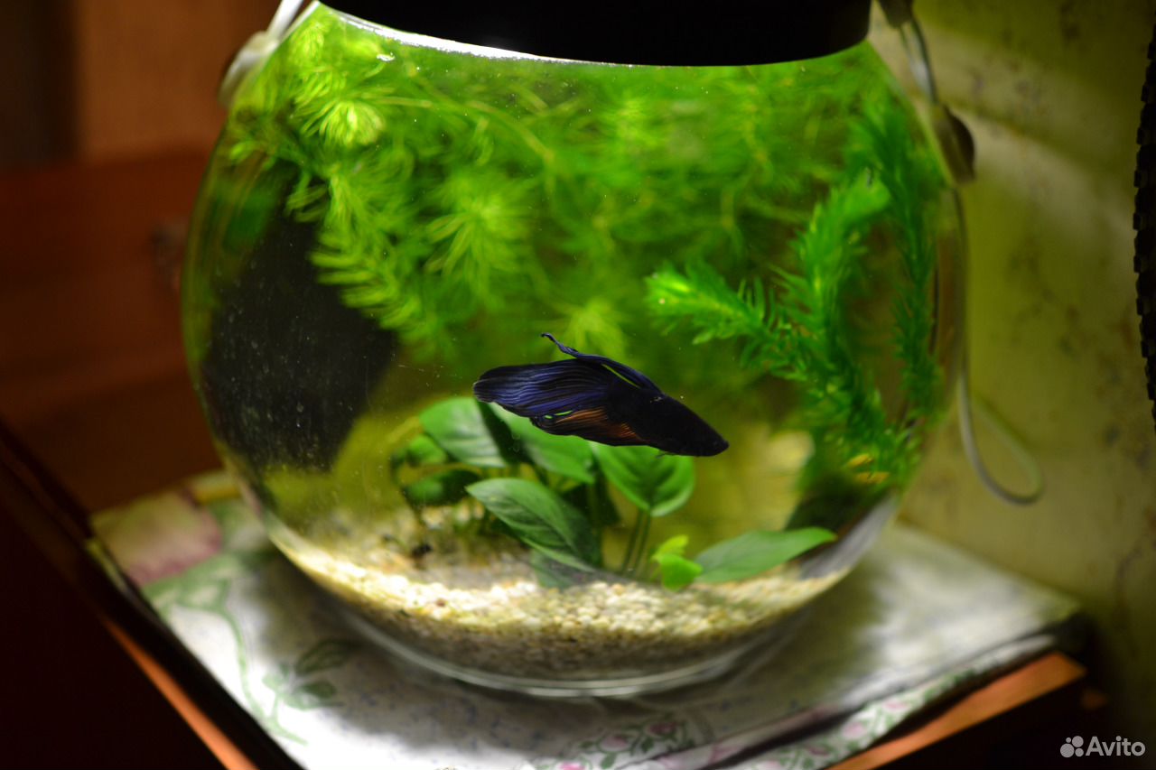 Круглый аквариум 14 литров