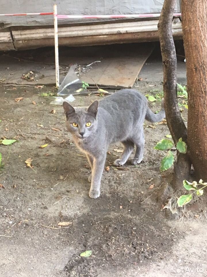 Найден кот(кошка) м. Таганская