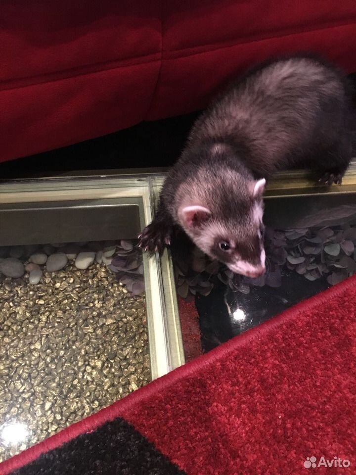 Хорек декоративный самец