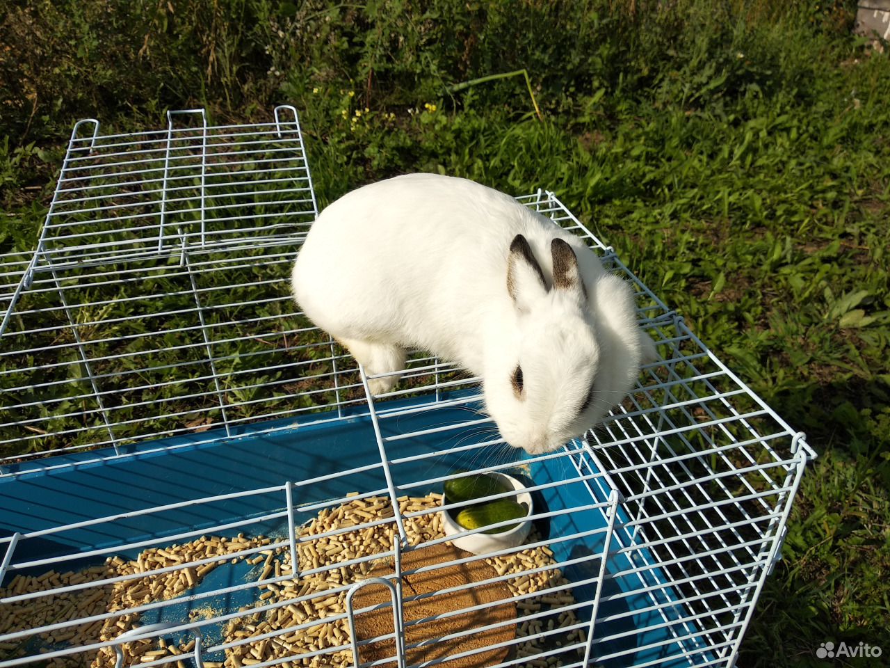 Карликовый кролик