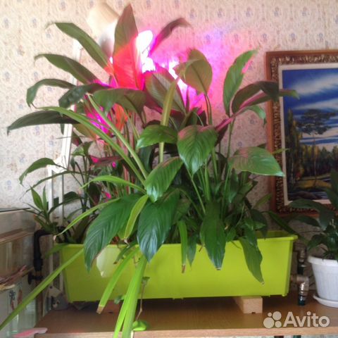 Фитофильтр для аквариума