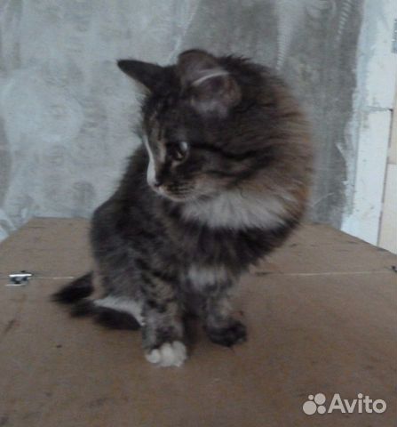 Красавица Адель