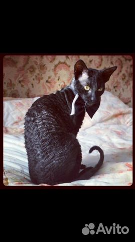 Котик корниш рекс вязка
