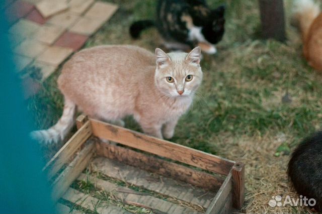 Котик Марио в добрые руки