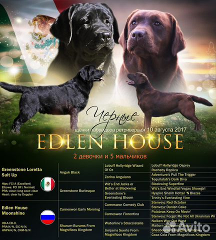 Чёрные щенки лабрадора-ретривера