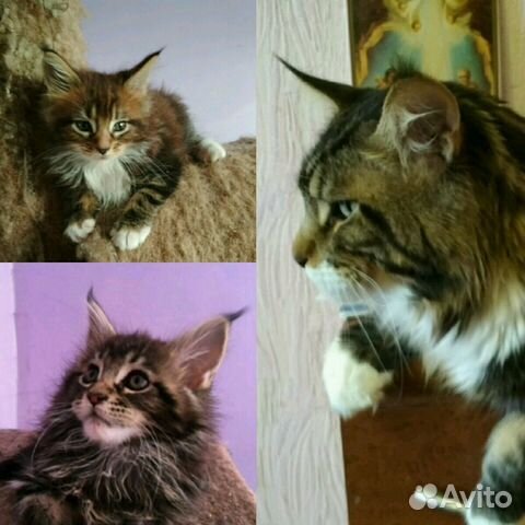 Очень классные кунята