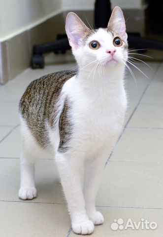 Котик Ванечка ищет дом