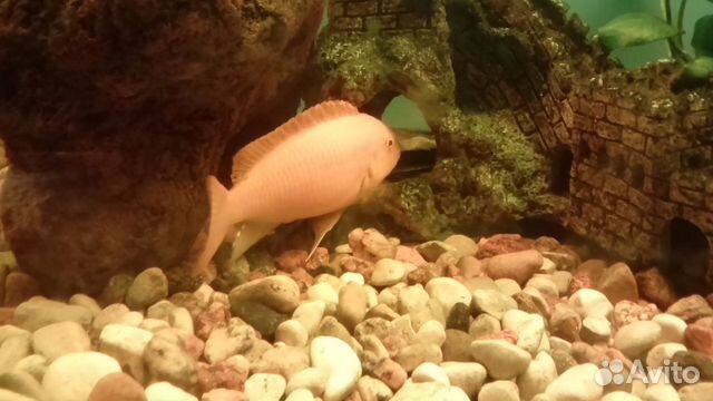 Цыхлида рыба