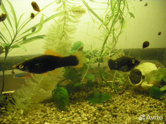 Отдам мальков гуппи, меченосцы (можно обмен)