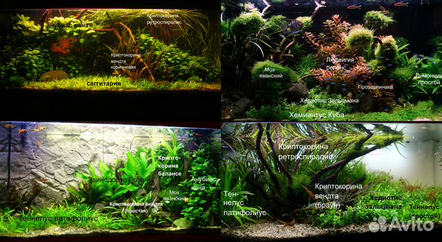Продажа аквариумных растений