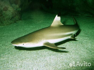 Акула черноперая рифовая