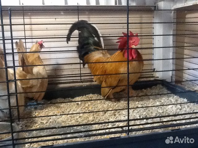 Шабо жёлтый калифорнийский