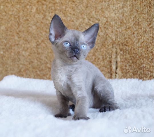 Котик шоколадного окраса
