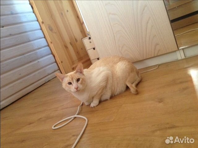Отдам в добрые руки кота