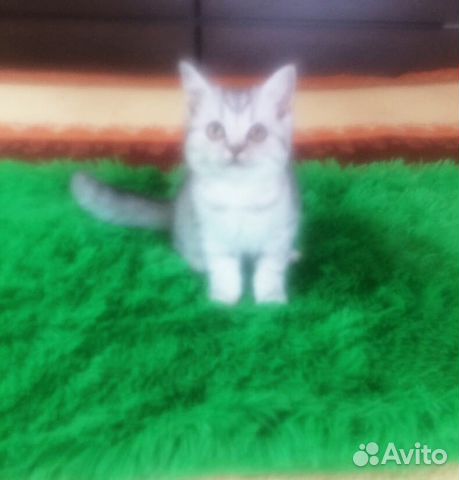 Маленькая куколка