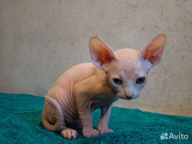 Разноглазая белая кошечка