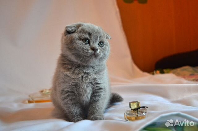 Шотландские малыши)
