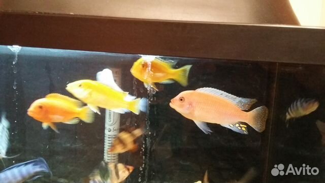 Яркие Цихлиды