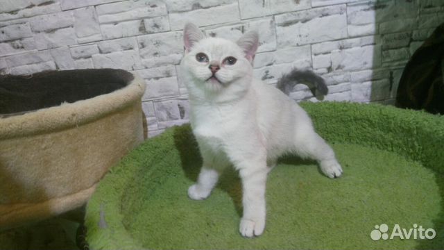 Британская кошка Нюша