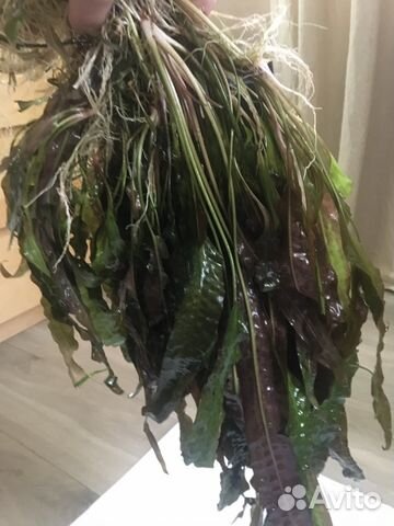 Криптокорина апоногетон, гигантская, малый медведь