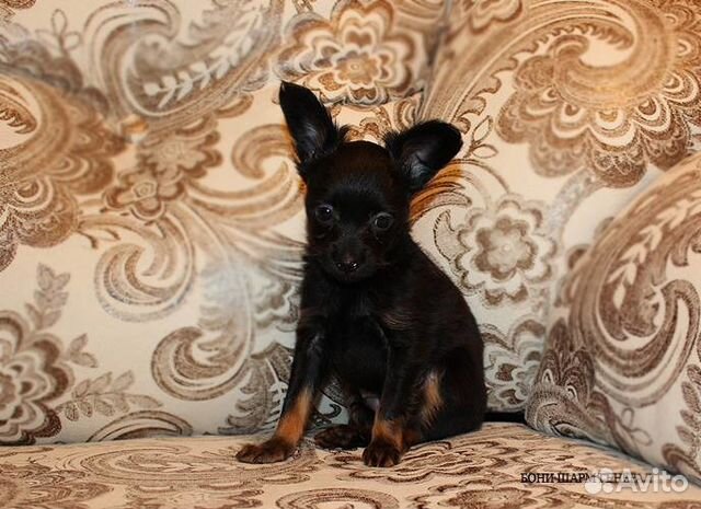 Щенки той терьера д/ш