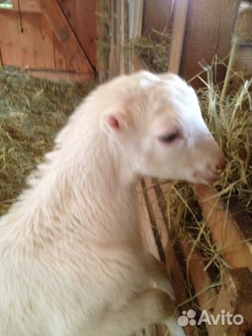 Продажа козлят породы Ламанча