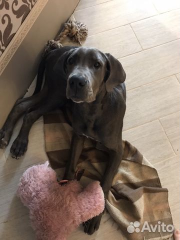 Щенок немецкого дога 5 мес