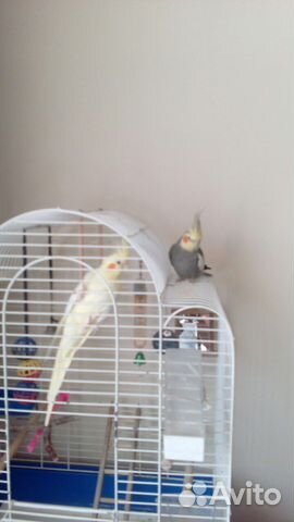 Пара попугаев Карела