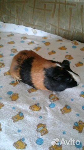 Морская свинка