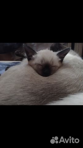 Тайские котята