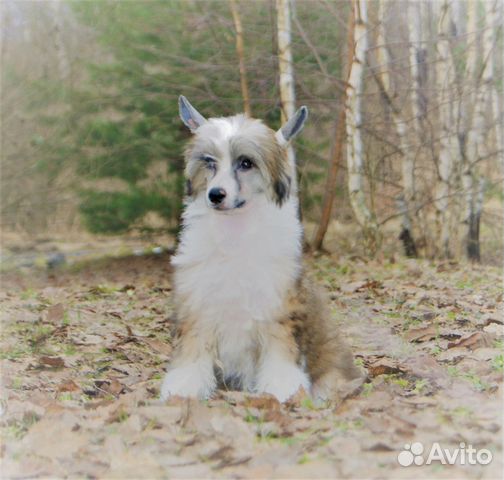 Пуховая бронзовая девочка