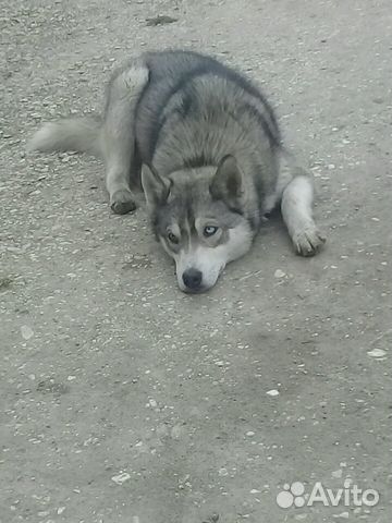 Пропала собака. Сибирская хаски