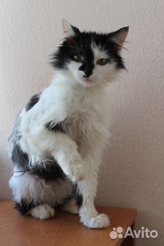 Котик в частный дом