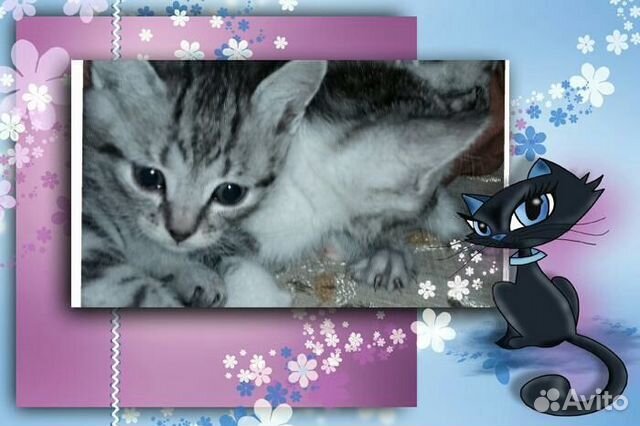 Котятки лапулички