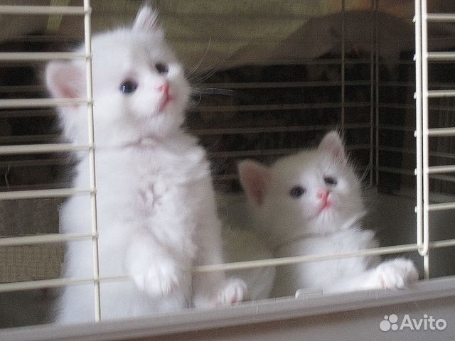 Синеглазые белоснежные пушистики