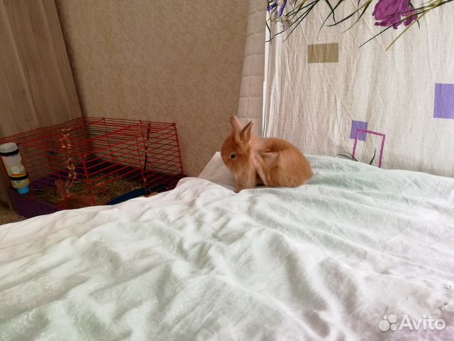 Декоративный крольчонок(1 мес)