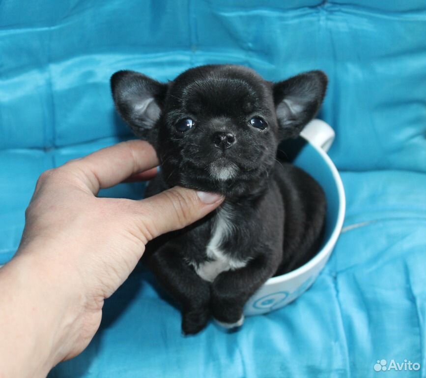 Черный мини щеночек - чихуахуа Санька