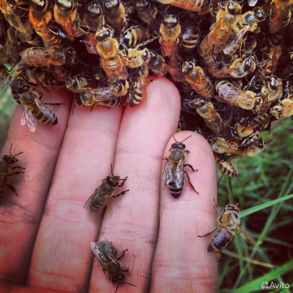 Пчелосемьи,пчелопакеты, сушь, пчеломатки,мед