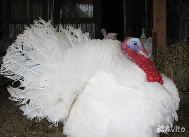 Индюшата Биг-9