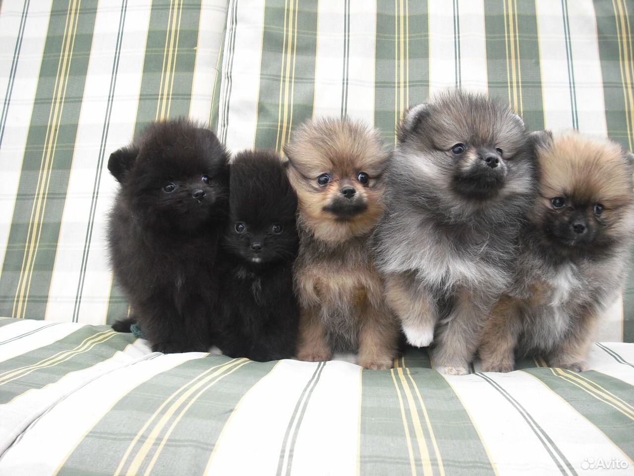 Плюшевые тучки-ждут родные ручки