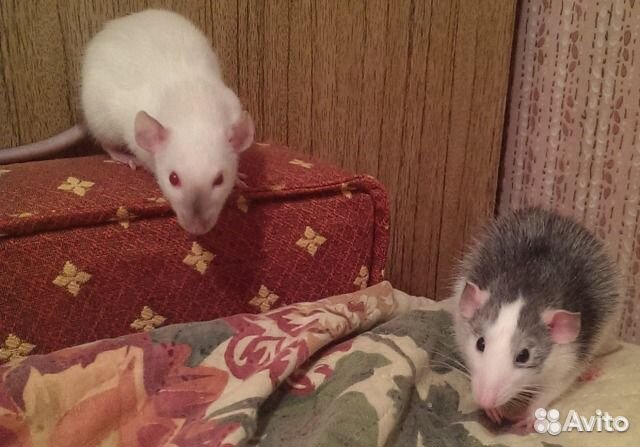 Крыски гималай,малыши,хаски,сиам и др