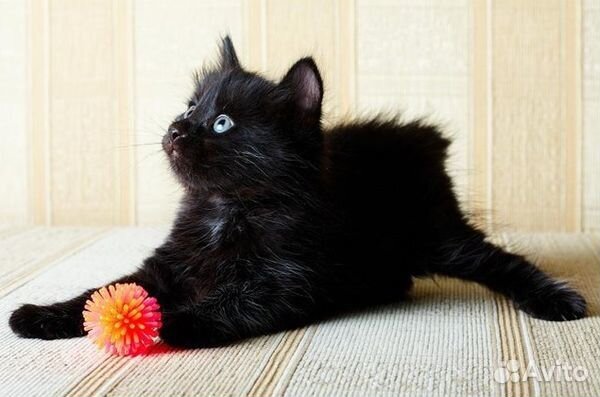 Маленькая Кнопочка ждёт свою семью