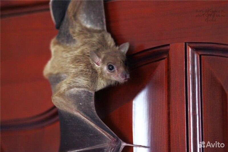 Нильский крылан